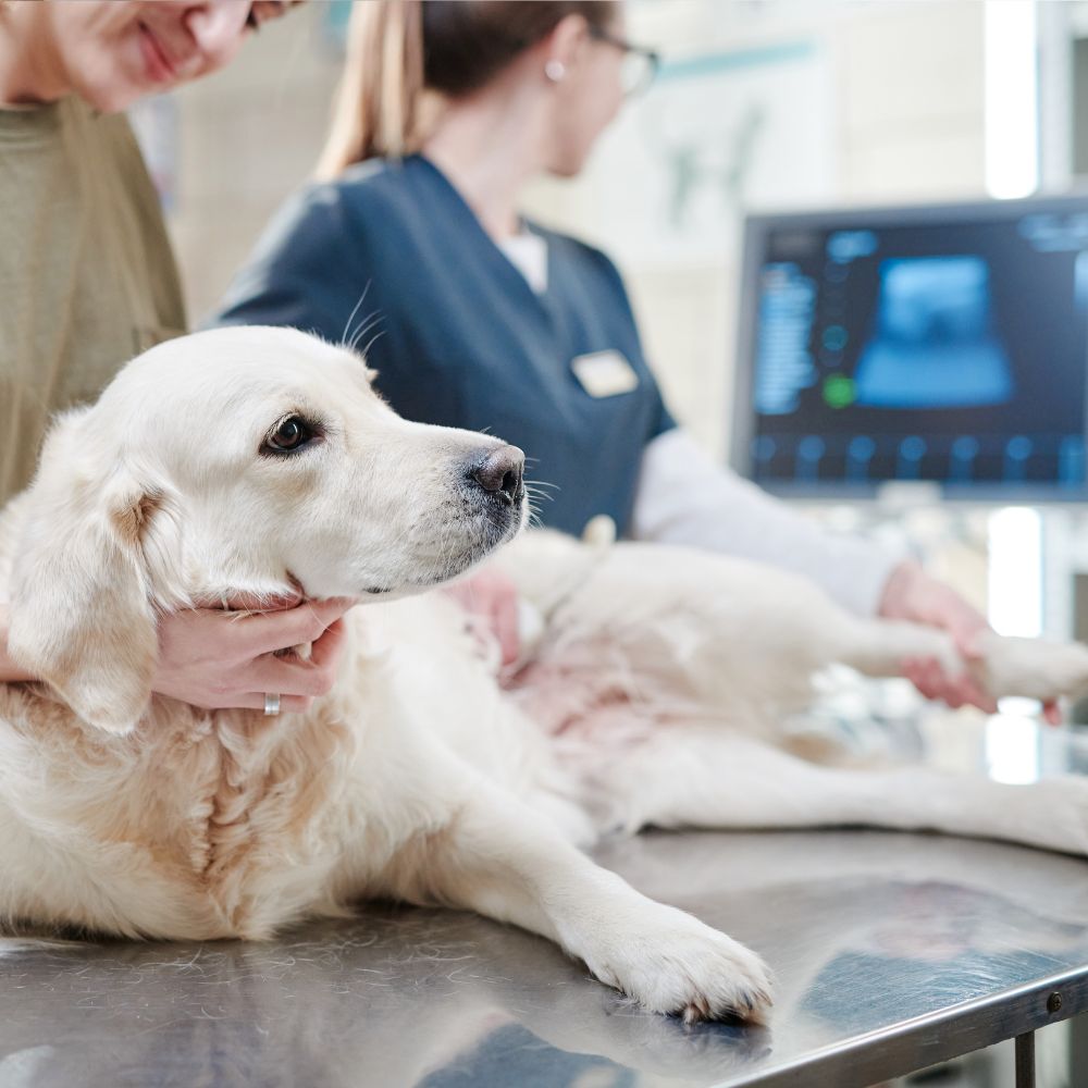 Pet Ultrasound In Corvallis, OR 97330 | Hello Vet Pet Wellness Center