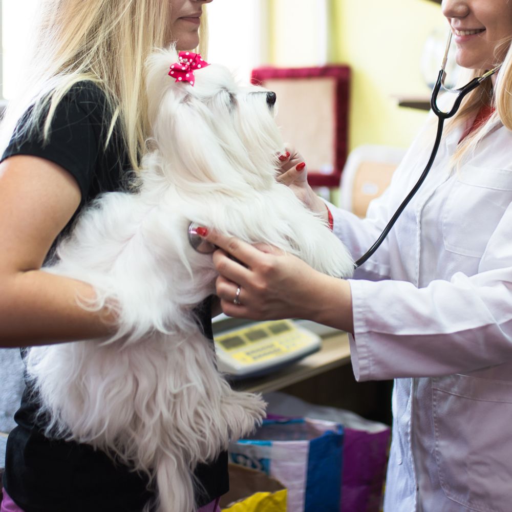 Veterinarian In Corvallis, OR 97330 | Hello Vet Pet Wellness Center