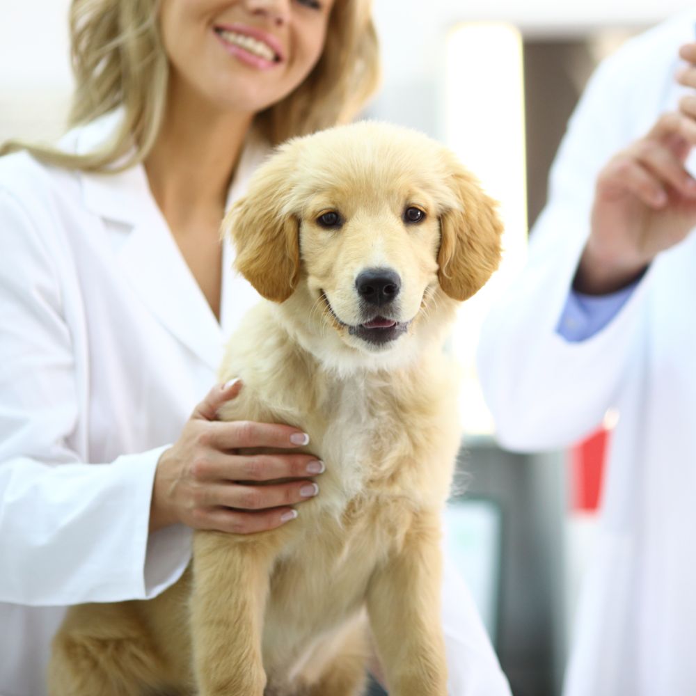 Pet Vaccinations In Corvallis, OR 97330 | Hello Vet Pet Wellness Center