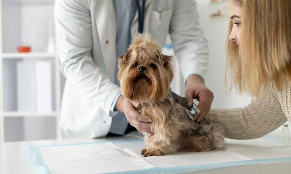 Pet Health Certificate In Corvallis, OR 97330 | Hello Vet Pet Wellness ...